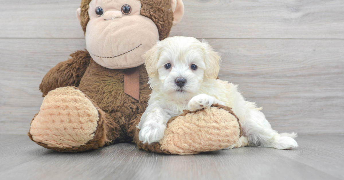Petite Maltipoo Buzz: 2lb 10oz Doodle Puppy