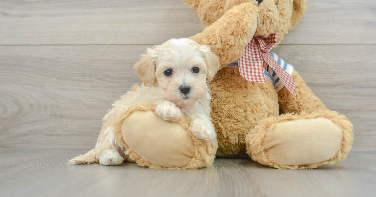 Small Maltipoo Cheerio: 2lb 1oz Doodle Puppy