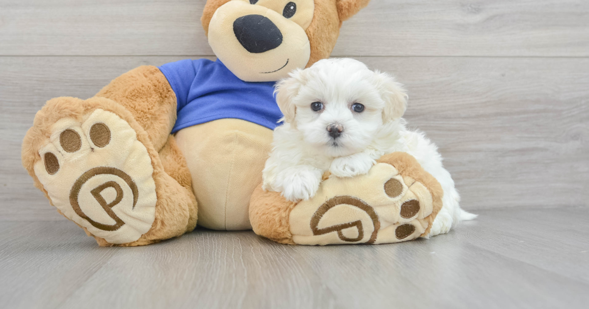 Playful Maltipoo Funyun: 2lb 15oz Doodle Puppy