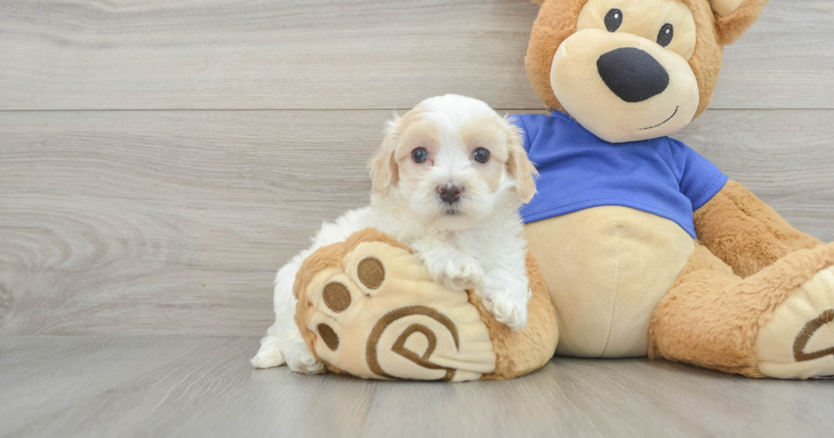 Happy Maltipoo Funyun: 3lb 15oz Doodle Puppy