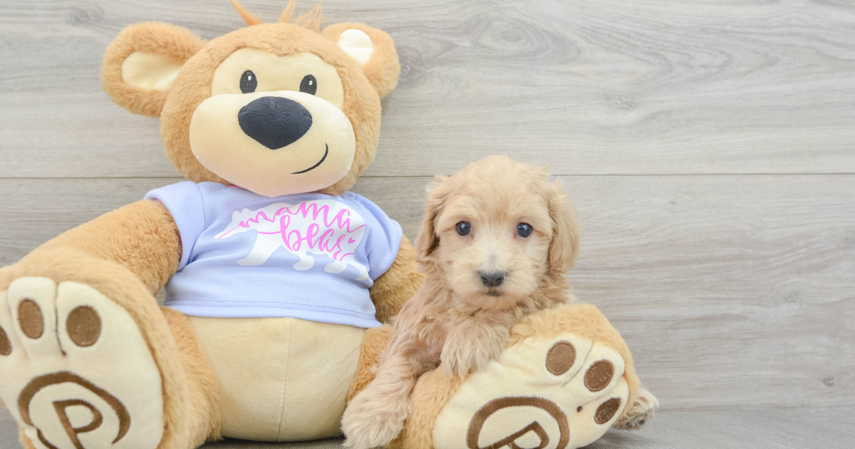 Little Maltipoo Funyun: 3lb 8oz Doodle Puppy
