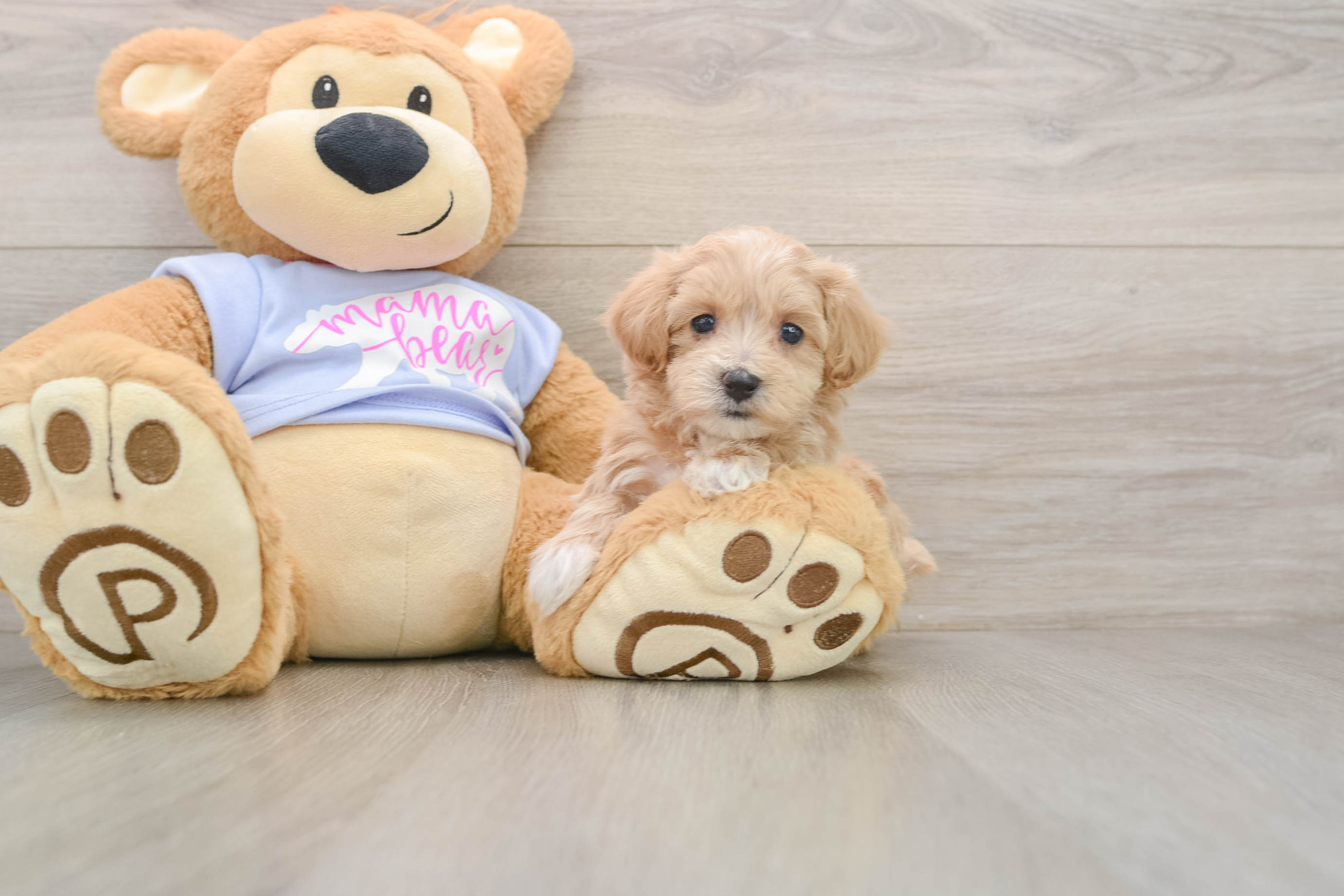 Maltipoo Harriet: 1lb 10oz Doodle Puppy