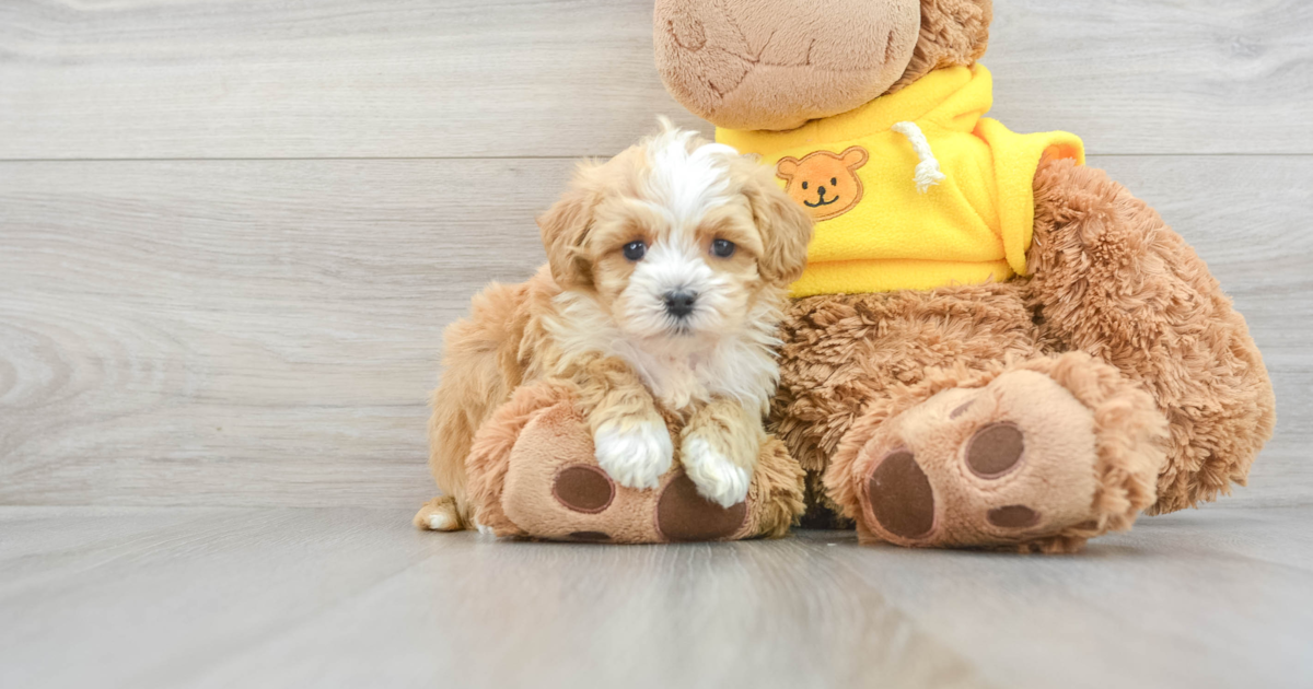Adorable Maltipoo Ingrid: 3lb 3oz Doodle Puppy