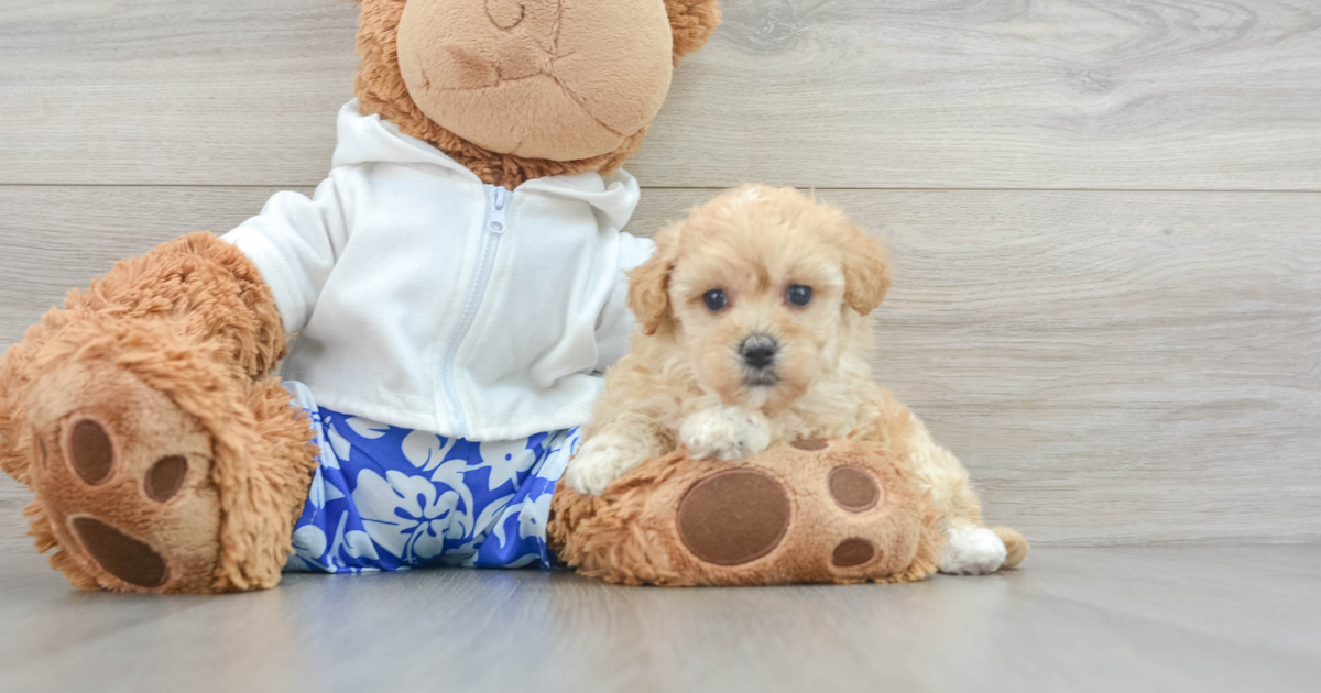 Small Maltipoo Ingrid: 2lb 15oz Doodle Puppy