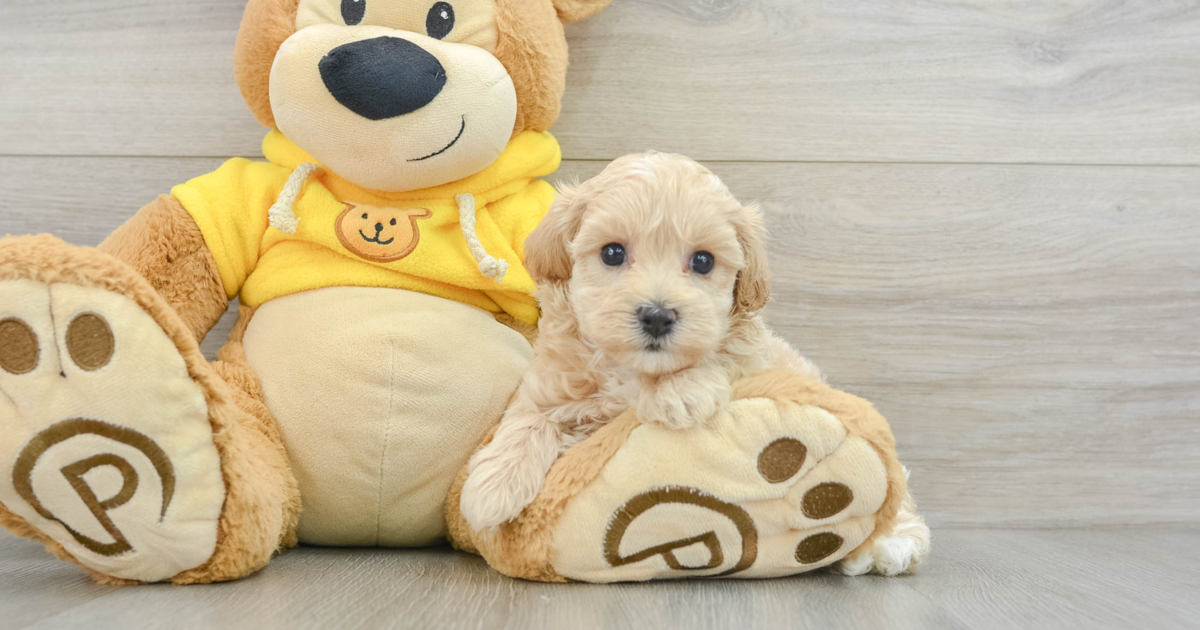 Adorable Maltipoo Ingrid: 2lb 8oz Doodle Puppy