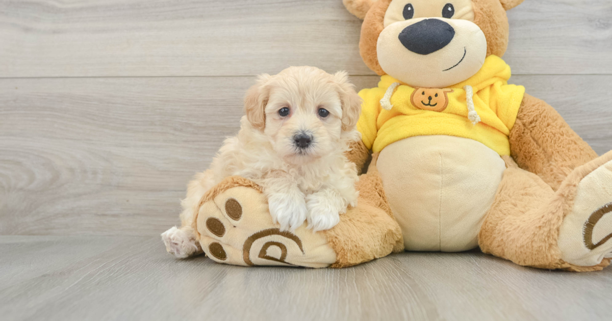 Adorable Maltipoo Ingrid: 3lb 2oz Doodle Puppy