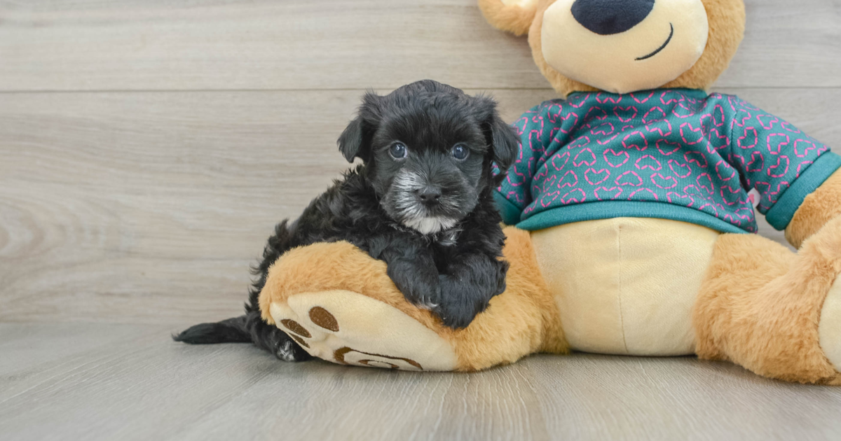 Popular Maltipoo Ingrid: 3lb 2oz Doodle Puppy