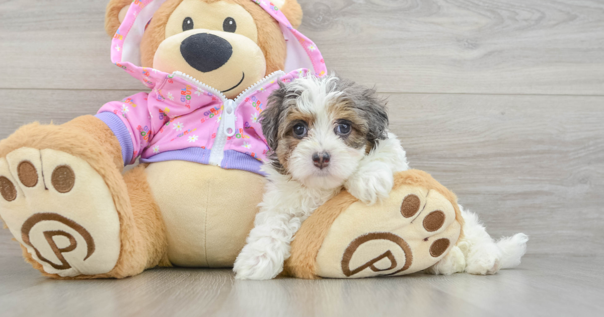 Popular Maltipoo Ingrid: 3lb 4oz Doodle Puppy