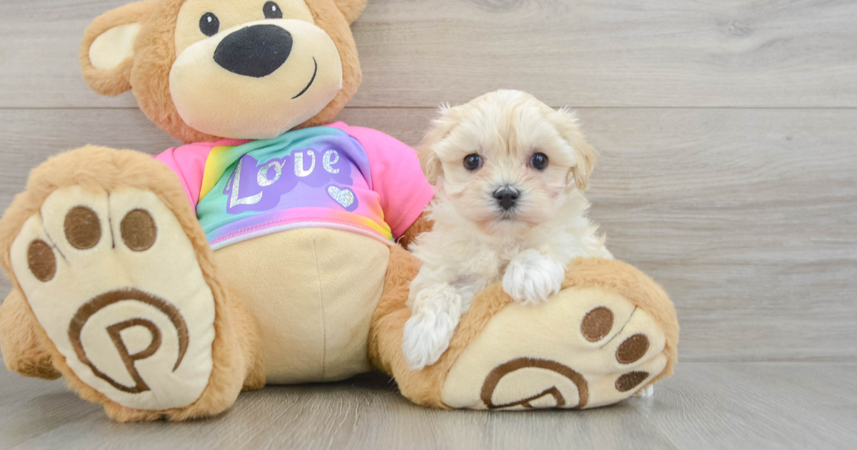 Small Maltipoo Ingrid: 2lb 3oz Doodle Puppy