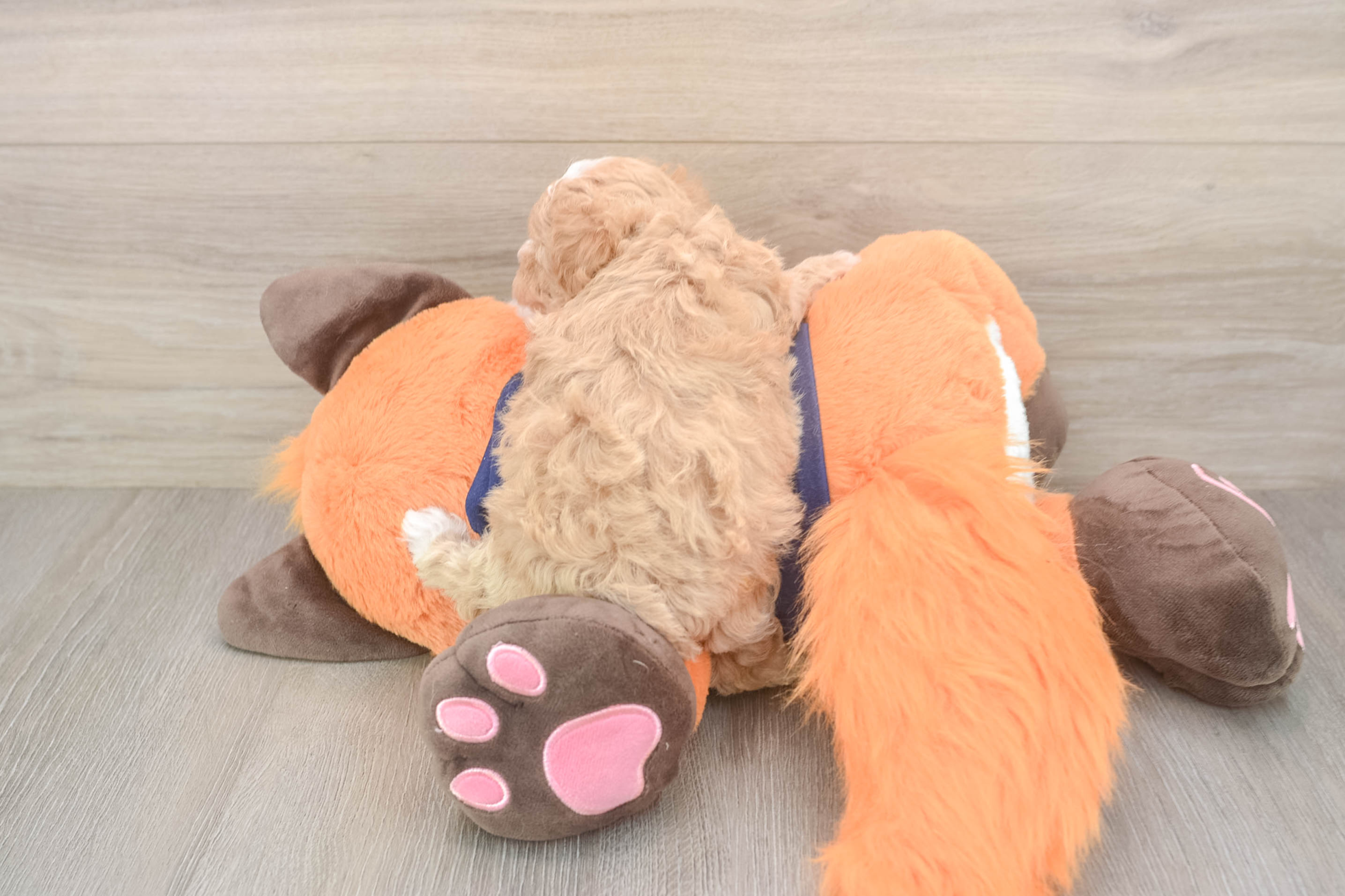 Happy Maltipoo Ingrid: 2lb 11oz Doodle Puppy