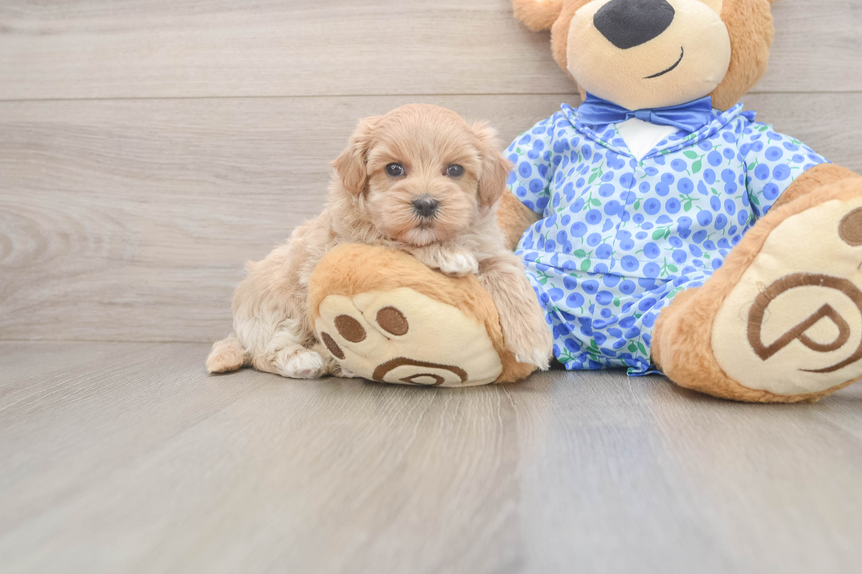 Petite Maltipoo Ingrid: 2lb 15oz Doodle Puppy