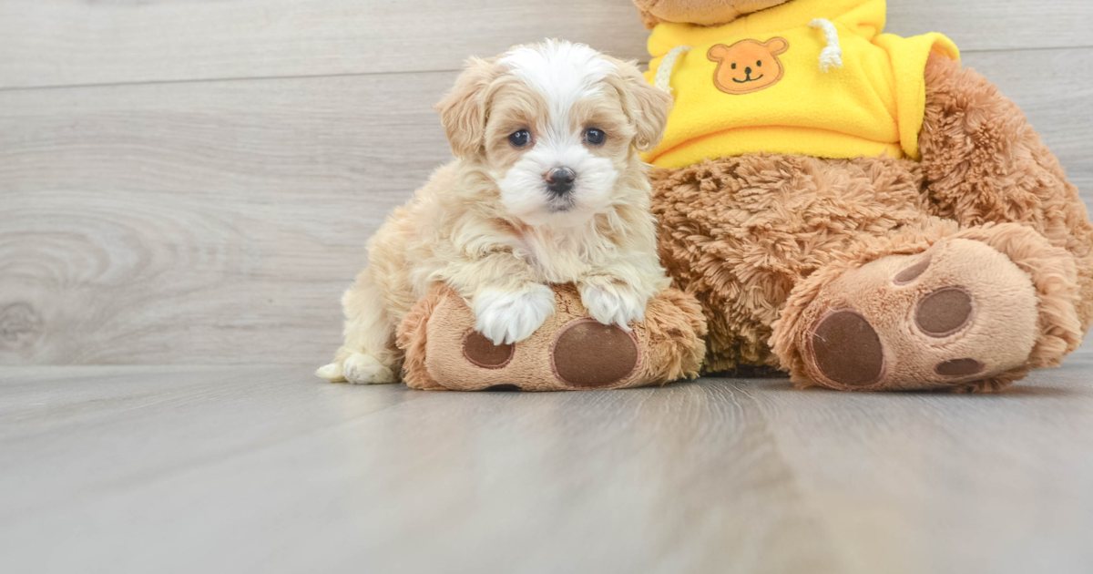 Sweet Maltipoo Itsy: 2lb 9oz Doodle Puppy