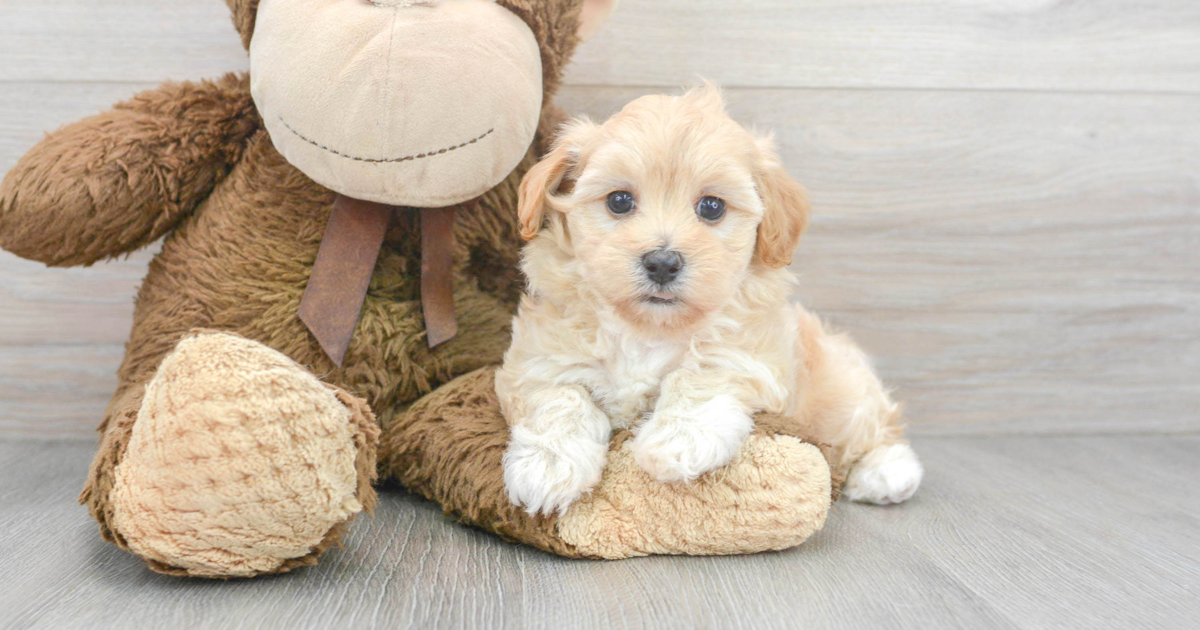 Sweet Maltipoo Jaynee: 2lb 11oz Doodle Puppy