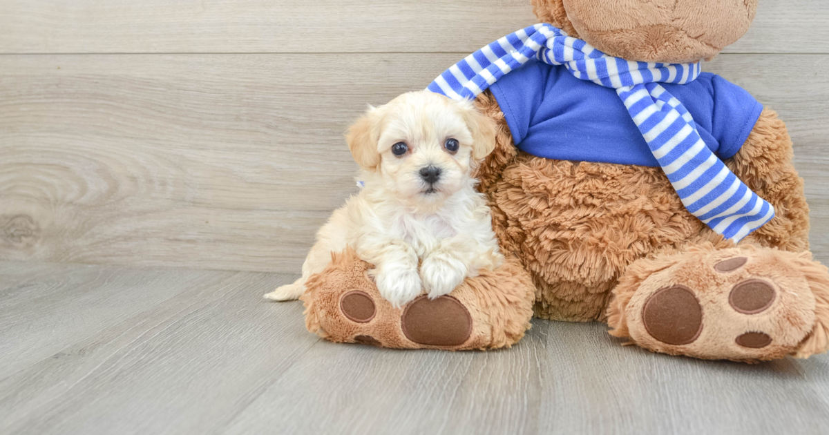Petite Maltipoo Joyce: 1lb 14oz Doodle Puppy