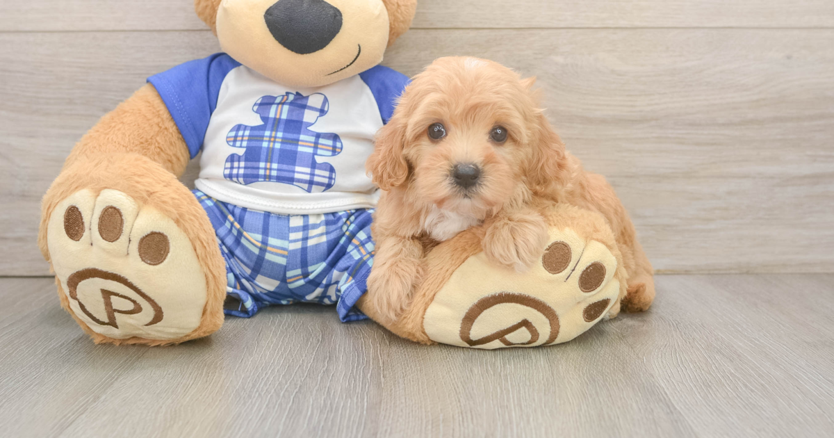 Sweet Maltipoo Joyce: 3lb 2oz Doodle Puppy