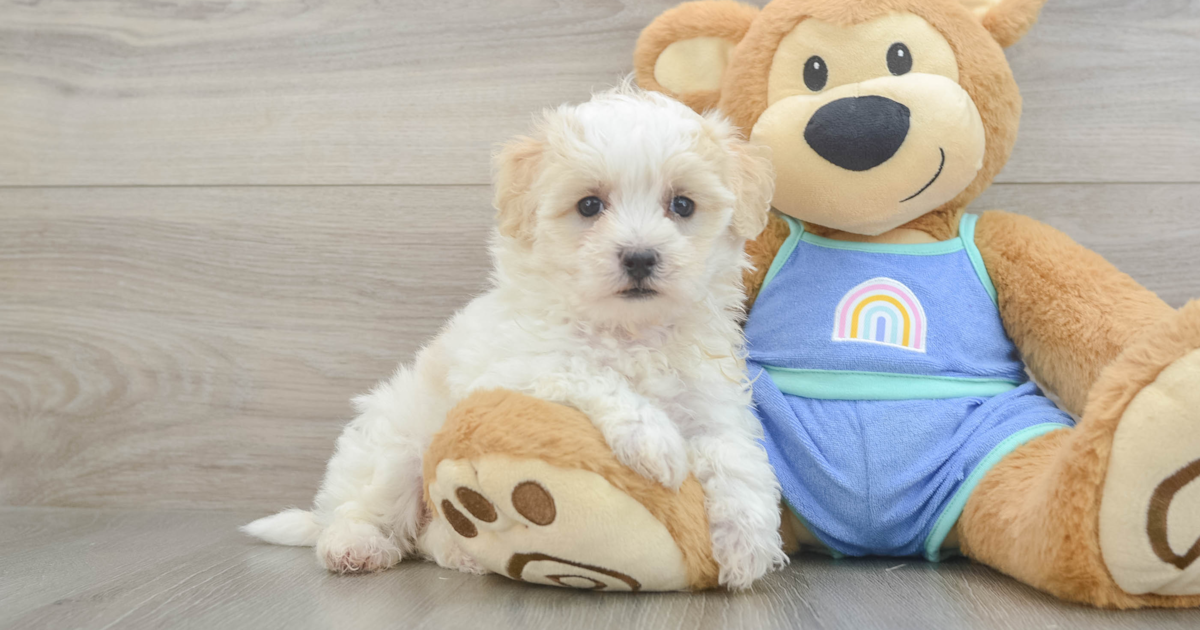 Fluffy Maltipoo Lenora: 3lb 15oz Doodle Puppy