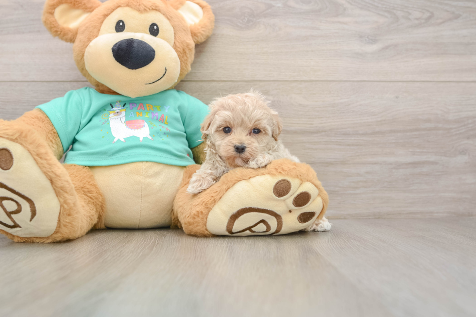Maltipoo Macaroni: 1lb 2oz Doodle Puppy