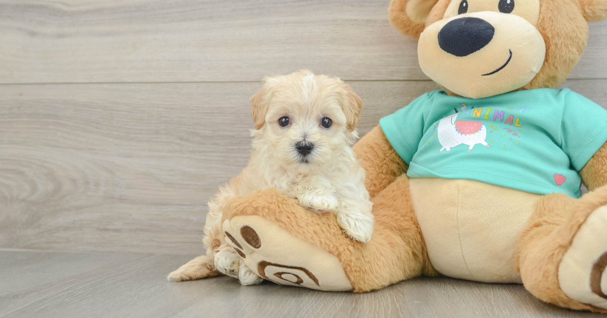 Adorable Maltipoo Mango: 2lb 10oz Doodle Puppy