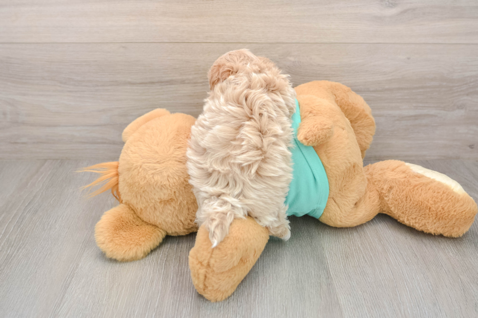 Maltipoo Mango: 1lb 8oz Doodle Puppy