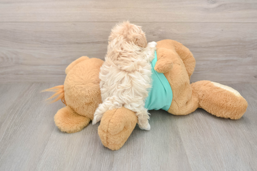 Maltipoo Merrick: 1lb 2oz Doodle Puppy