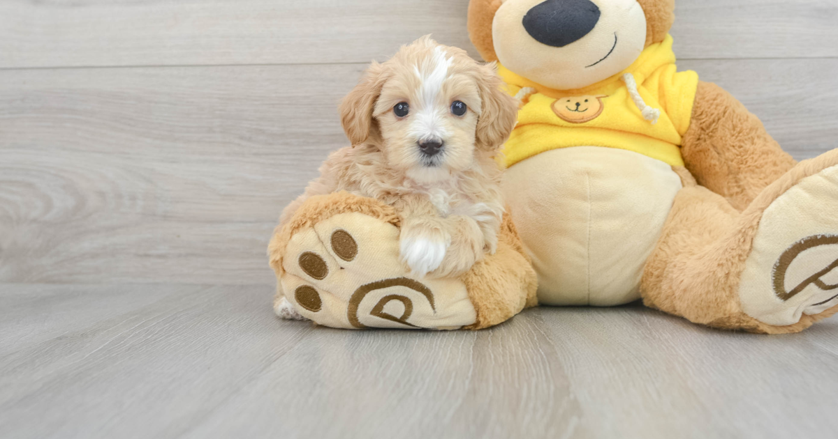 Cute Maltipoo Misty: 2lb 11oz Doodle Puppy