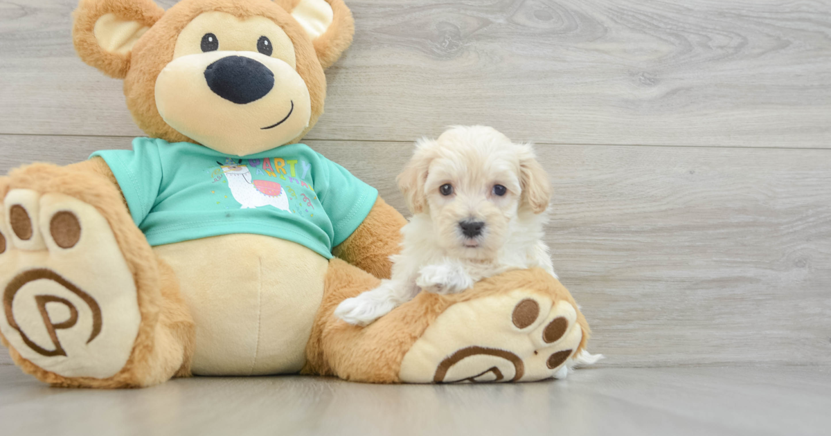 Hypoallergenic Maltipoo Nadeen: 2lb 11oz Doodle Puppy
