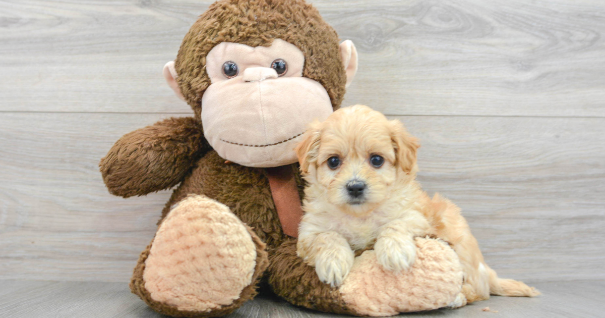 Small Maltipoo Nash: 2lb 6oz Doodle Puppy