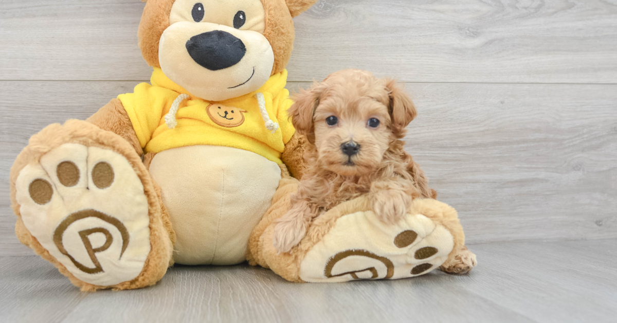 Adorable Maltipoo Nash: 2lb 15oz Doodle Puppy