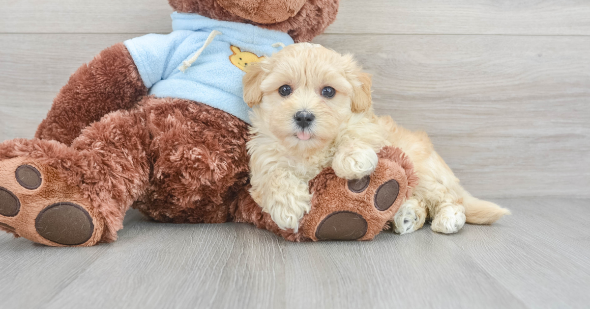 Cute Maltipoo Nash: 3lb 13oz Doodle Puppy