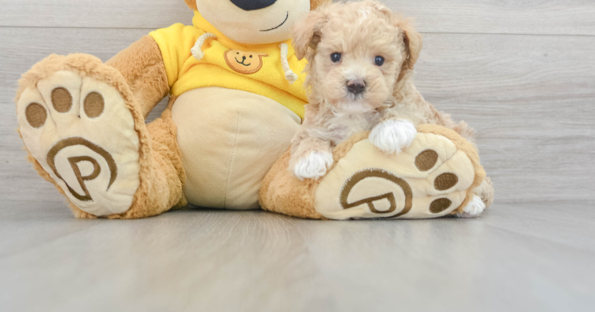 Energetic Maltipoo Nash: 3lb 1oz Doodle Puppy