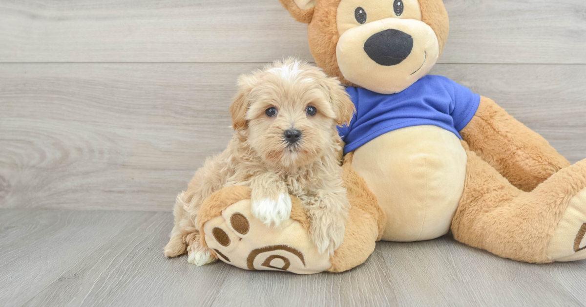 Playful Maltipoo Nash: 3lb 2oz Doodle Puppy
