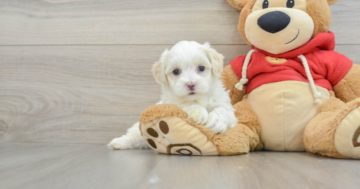 Playful Maltipoo Nash: 2lb 15oz Doodle Puppy