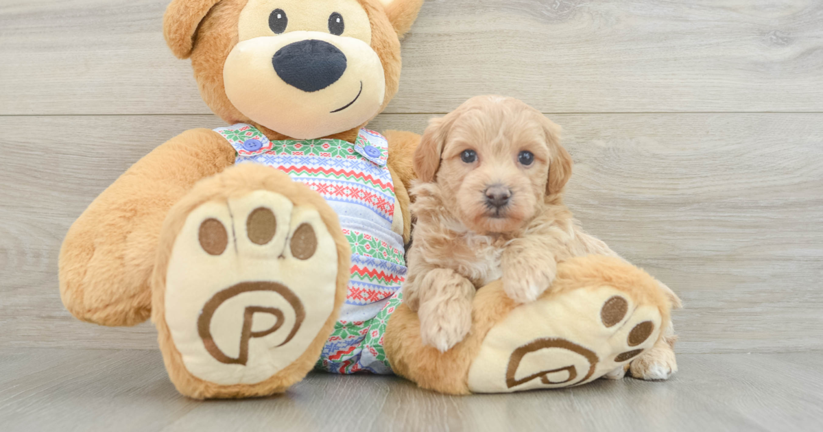 Adorable Maltipoo Nash: 3lb 7oz Doodle Puppy