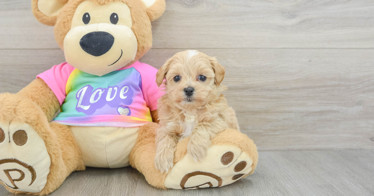 Playful Maltipoo Nash: 2lb 7oz Doodle Puppy