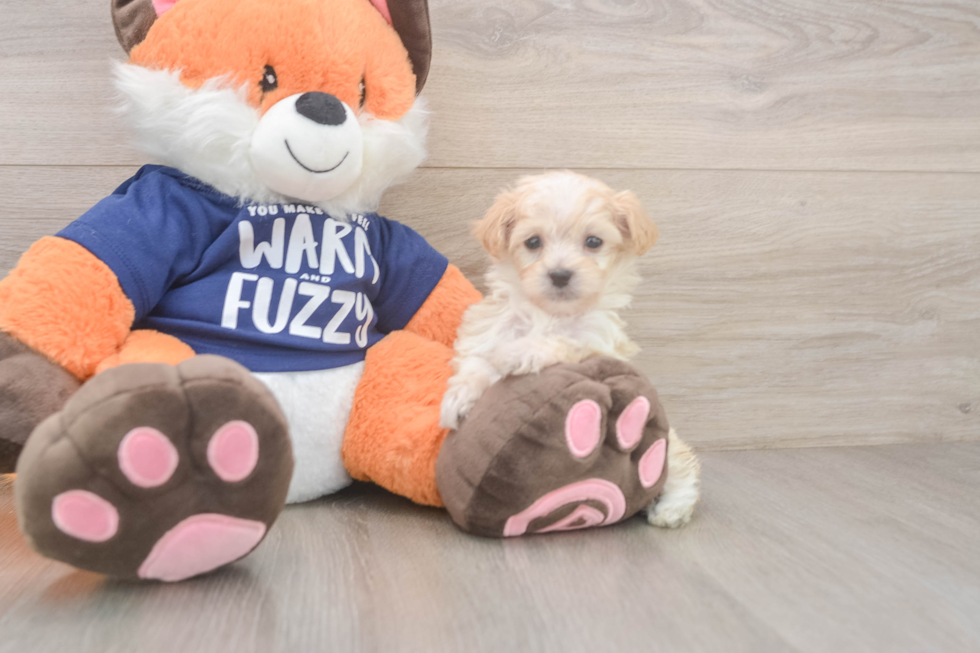 Hypoallergenic Maltipoo Nash: 2lb 5oz Doodle Puppy
