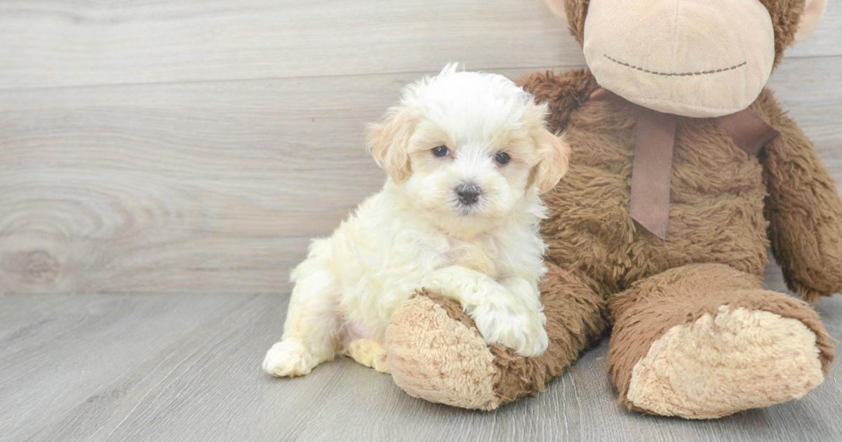 Adorable Maltipoo Nash: 2lb 7oz Doodle Puppy