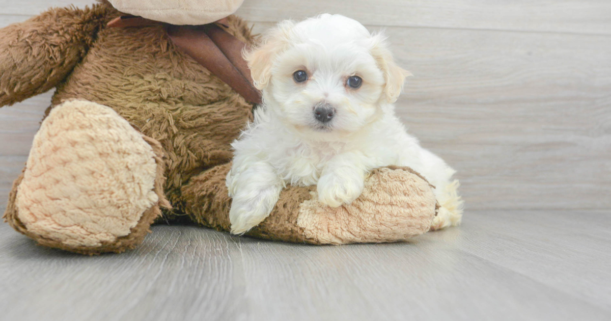 Hypoallergenic Maltipoo Nash: 2lb 13oz Doodle Puppy