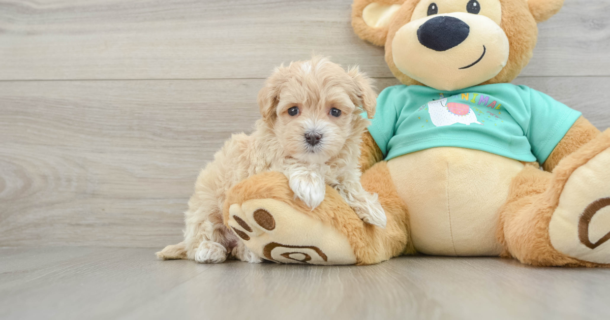 Small Maltipoo Nutella: 2lb 4oz Doodle Puppy