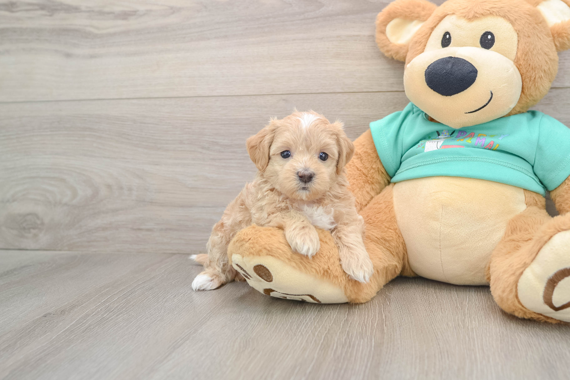 Maltipoo Nutella: 1lb 10oz Doodle Puppy