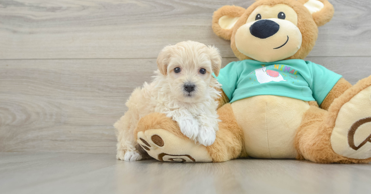 Hypoallergenic Maltipoo Nutmeg: 2lb 8oz Doodle Puppy