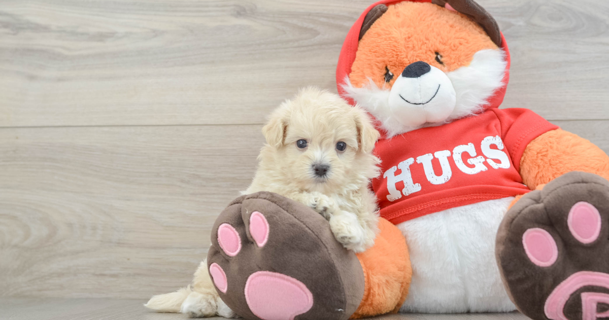 Sweet Maltipoo Oaklyn: 2lb 1oz Doodle Puppy