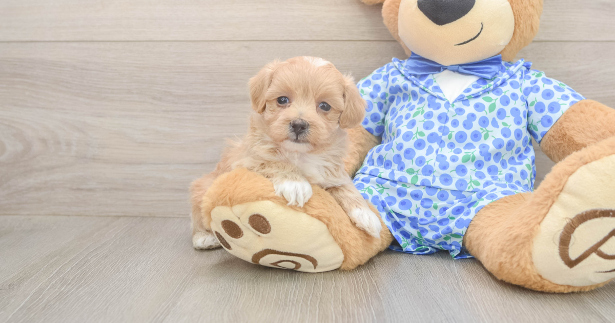 Funny Maltipoo Oaklyn: 2lb 5oz Doodle Puppy