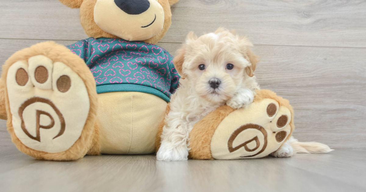 Fluffy Maltipoo Pikachu: 3lb 15oz Doodle Puppy