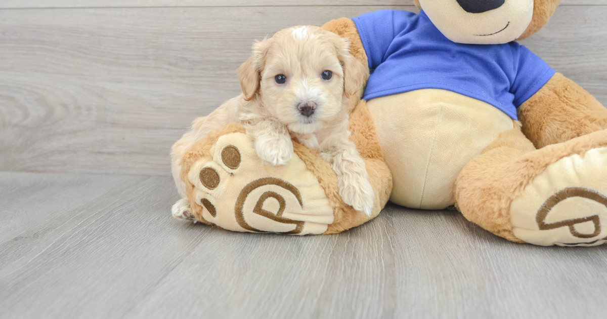Smart Maltipoo Rick: 3lb 7oz Doodle Puppy