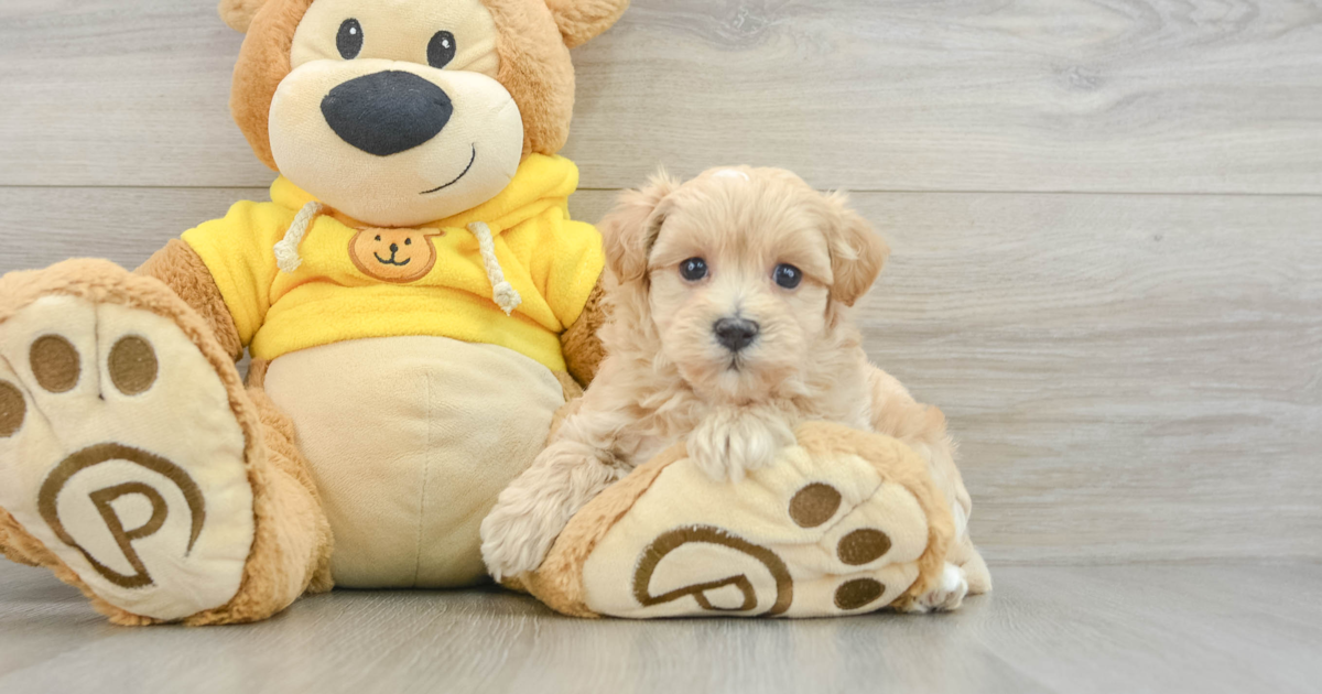 Friendly Maltipoo Rick: 3lb 2oz Doodle Puppy