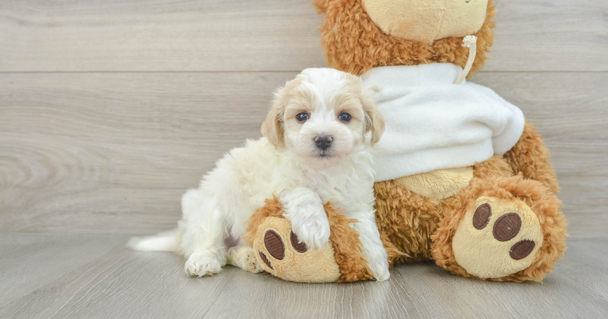 Fluffy Maltipoo Rick: 3lb 9oz Doodle Puppy