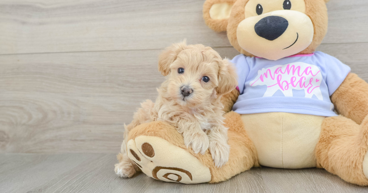 Small Maltipoo Rick: 2lb 11oz Doodle Puppy