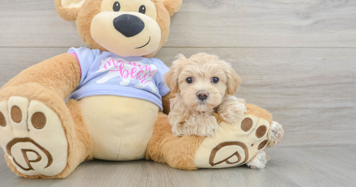 Happy Maltipoo Rick: 2lb 15oz Doodle Puppy