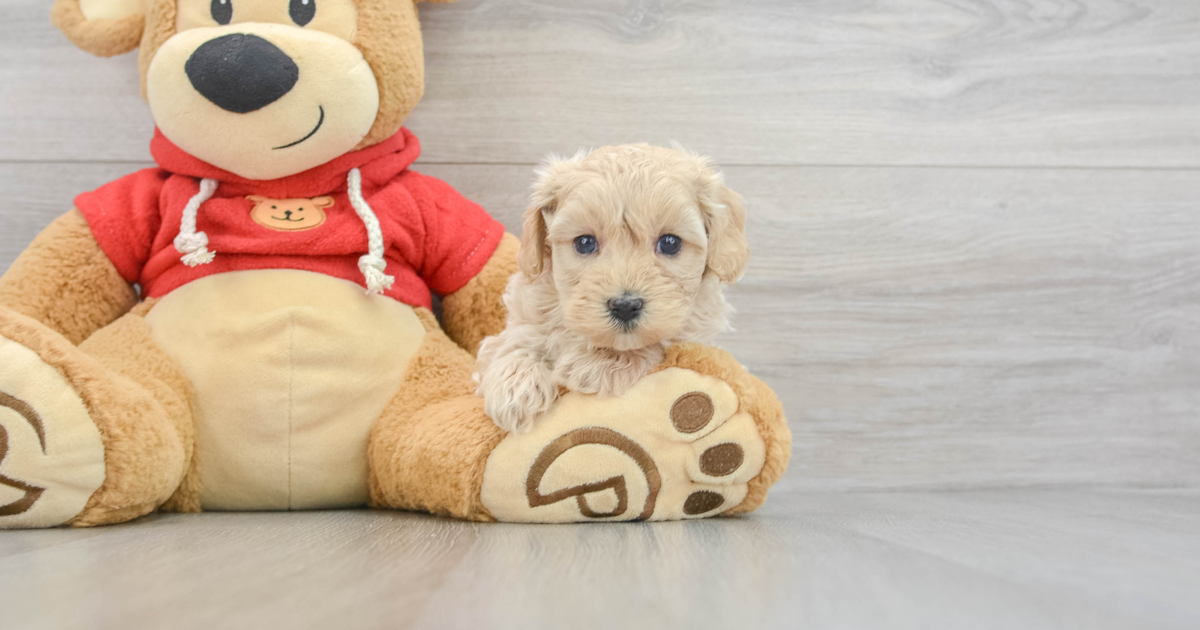 Sweet Maltipoo Smitty: 2lb 14oz Doodle Puppy