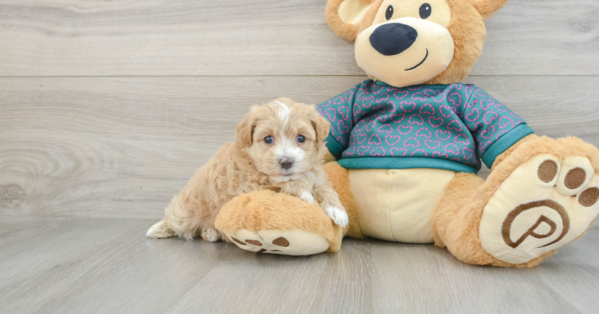 Smart Maltipoo Stitch: 2lb 15oz Doodle Puppy